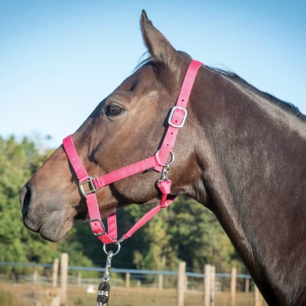 Halters-Leather & Nylon Horse Halters - Horse Halters - The Connected ...