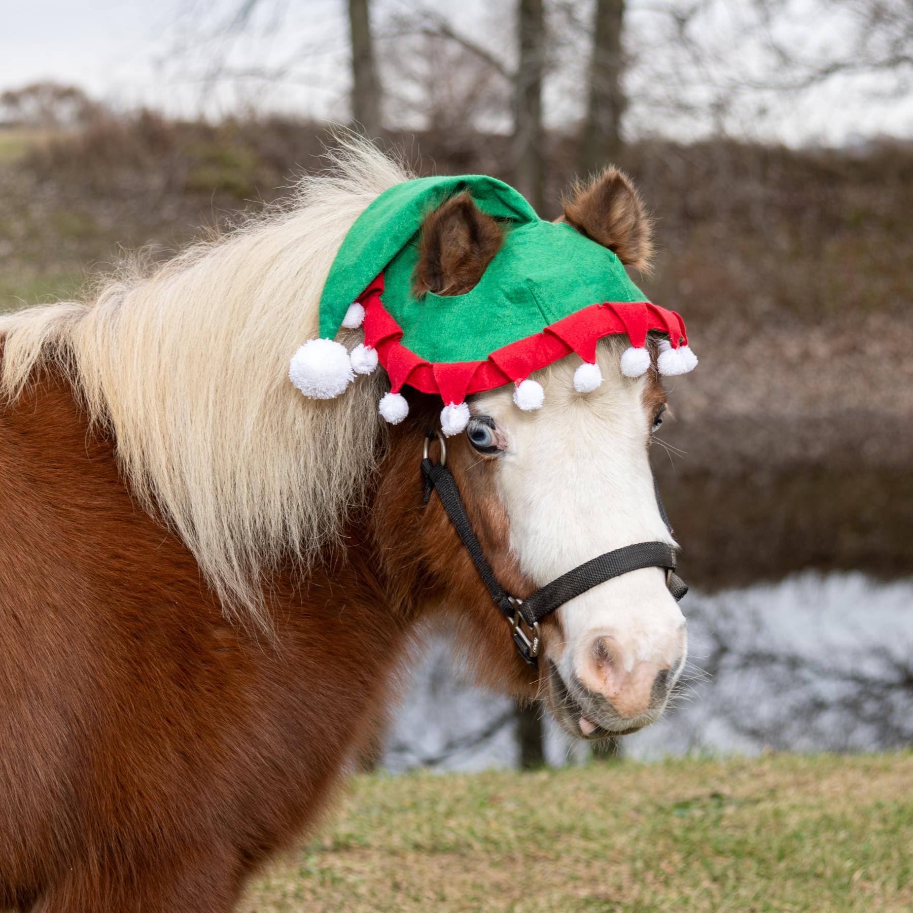 Christmas Horsewear - The Connected Rider San Antonio English Tack Store